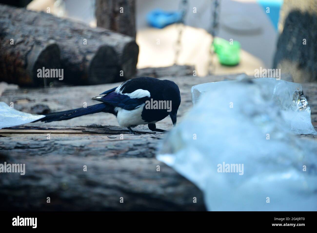 BEIJING, CHINA - JUNE 22, 2021 - A magpie eats ice to cool off in high ...