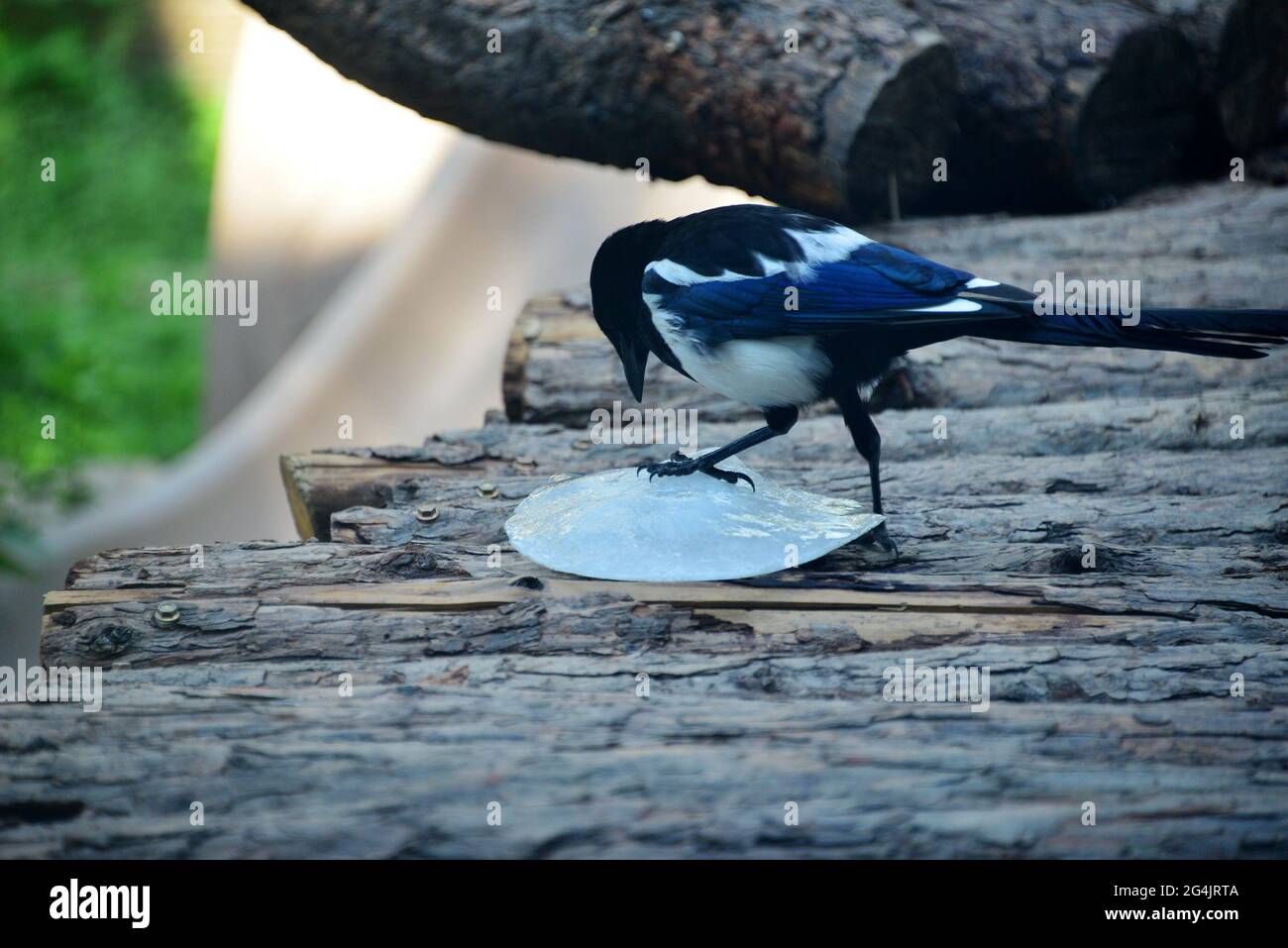 BEIJING, CHINA - JUNE 22, 2021 - A magpie eats ice to cool off in high ...