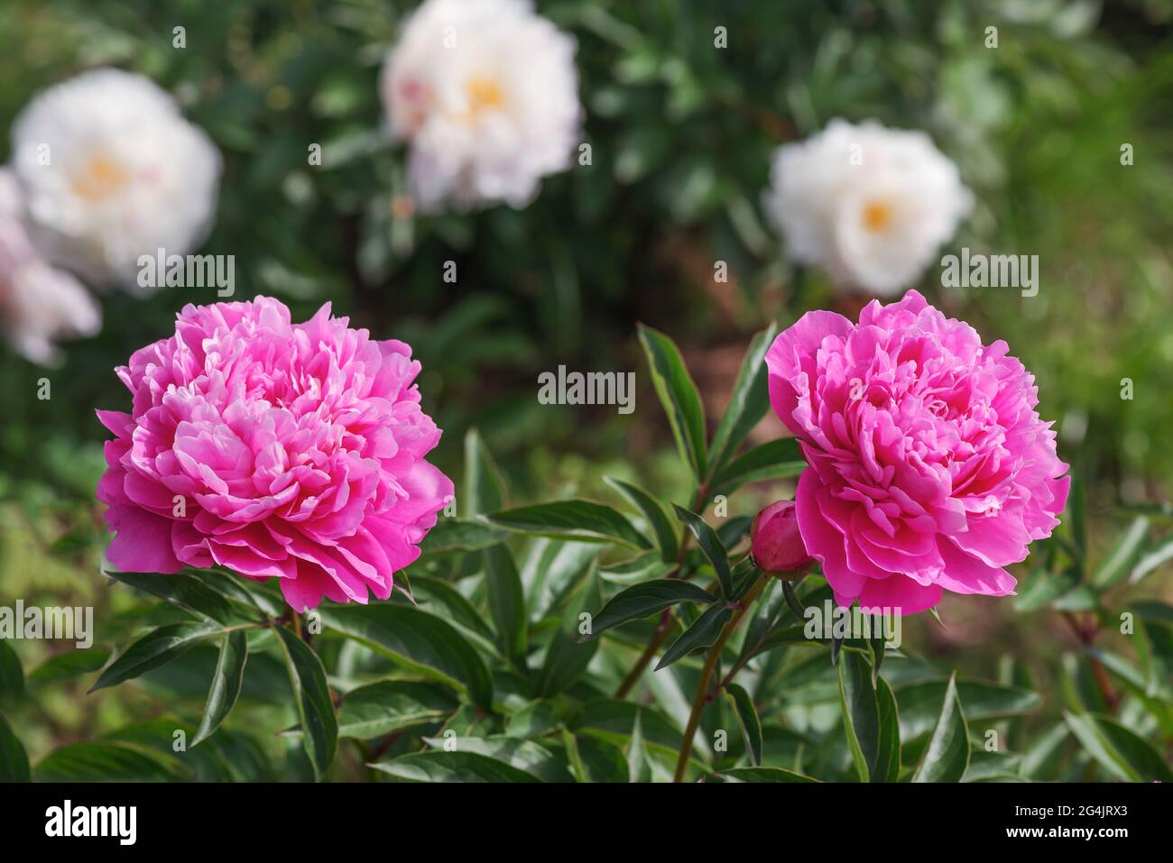 Root of herbaceous peony hi-res stock photography and images - Alamy