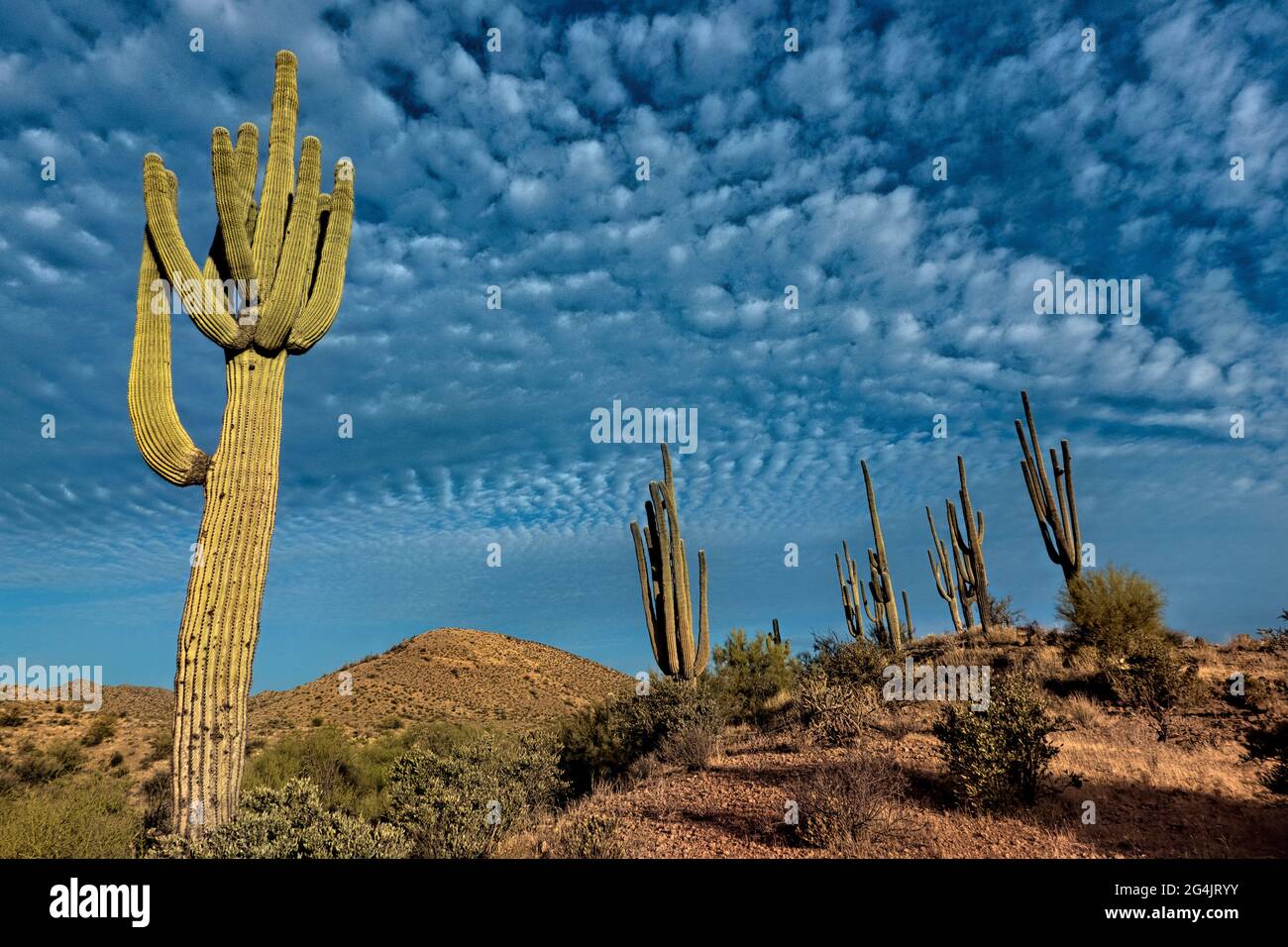 Cacti trail hi-res stock photography and images - Alamy