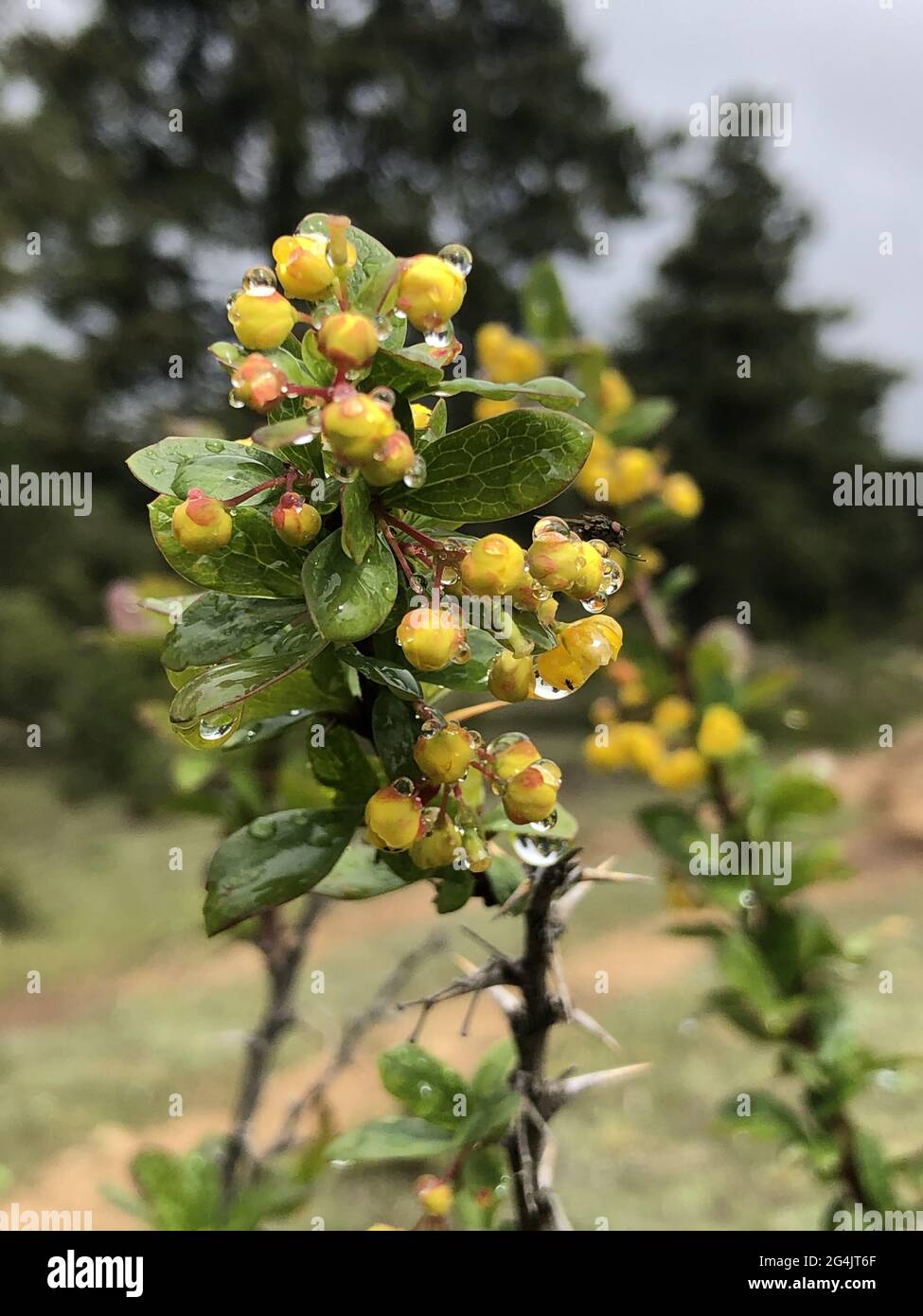 Selective focus of European barberry with water droplets against a ...
