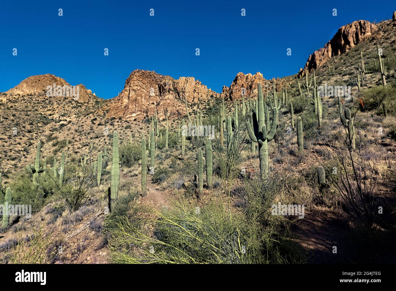 Cacti trail hi-res stock photography and images - Alamy
