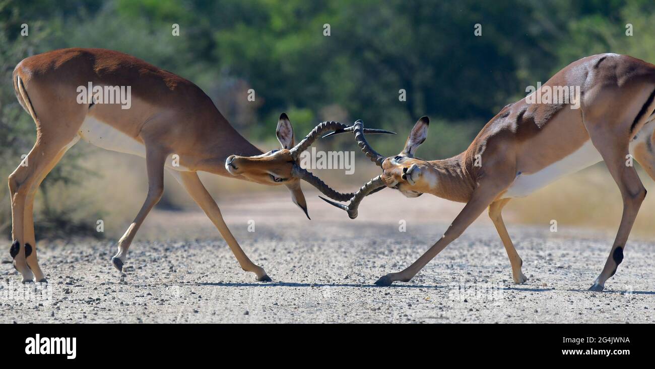 Two male impala rams fighting for mating rights, South Africa Stock ...