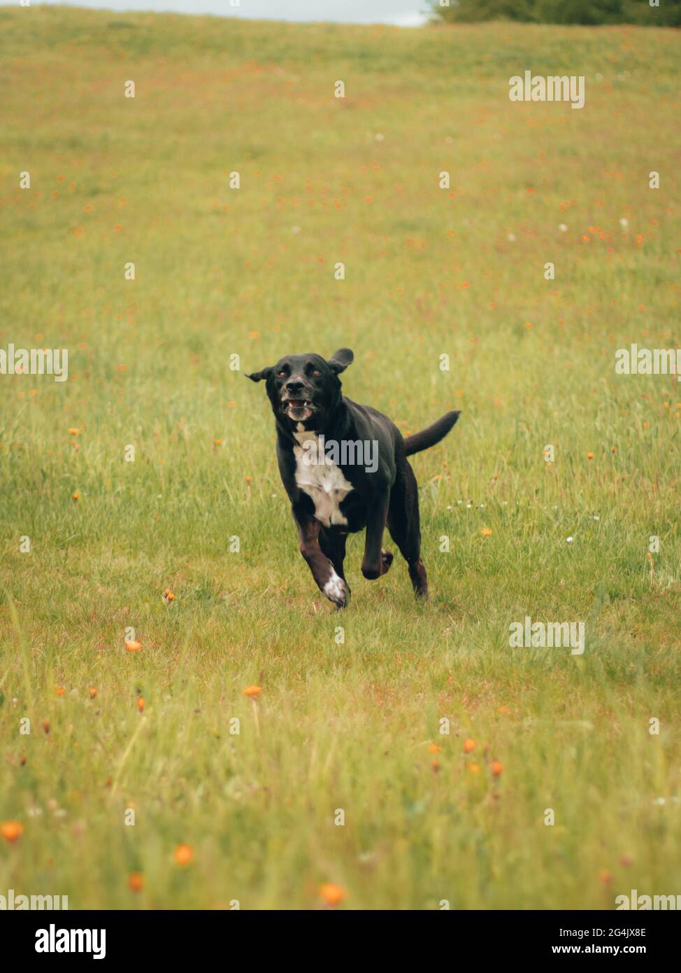 Vertical shot of a black labrador running on the field in the ...