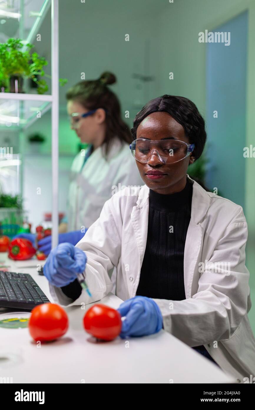 Closeup of chemist scientist injecting organic tomato with pesticides ...