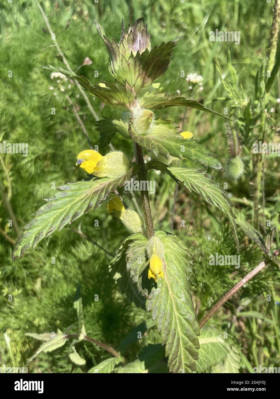 The european yellow rattle hi-res stock photography and images - Alamy