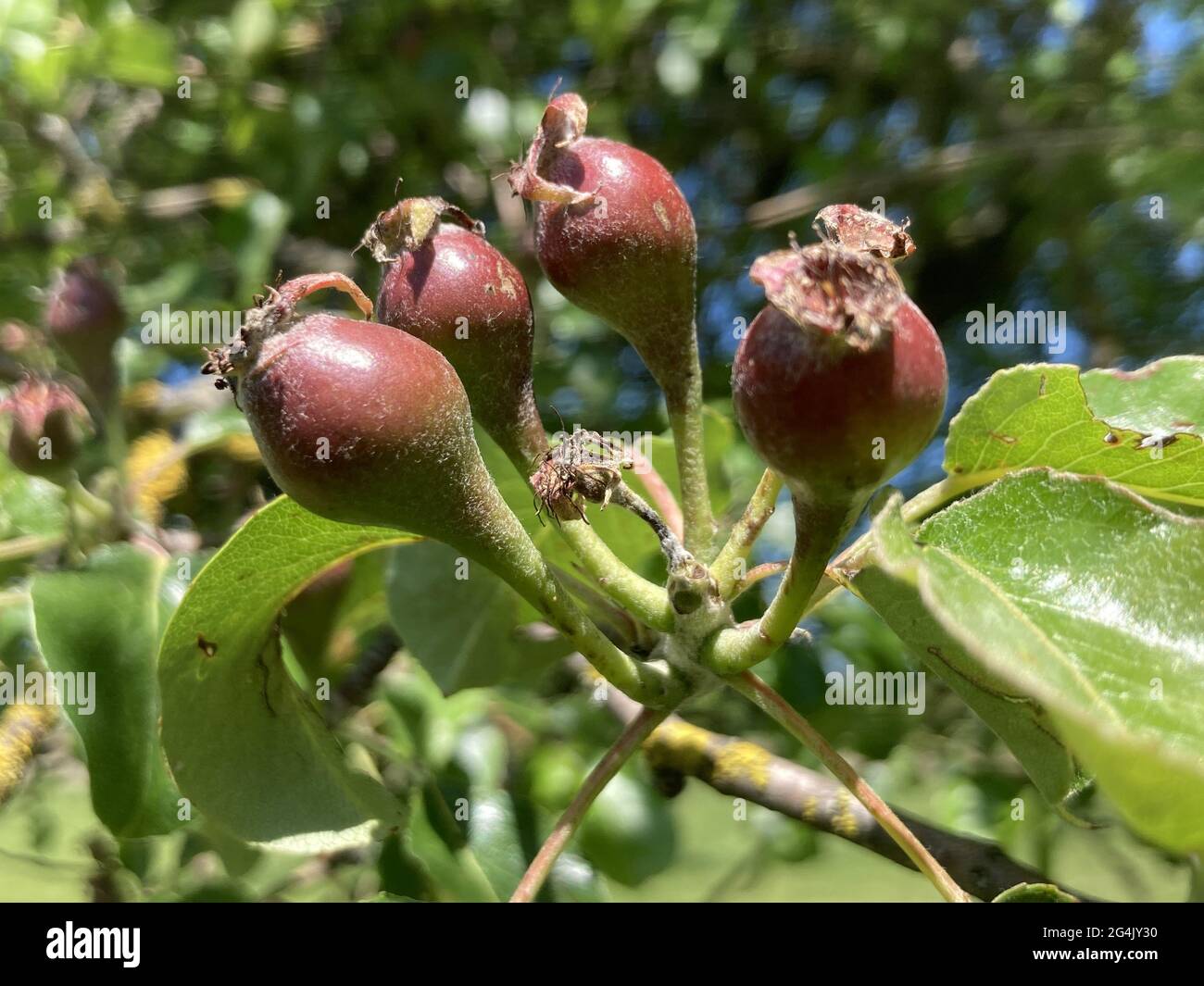 Vibrant clusters of fruit hi-res stock photography and images - Alamy