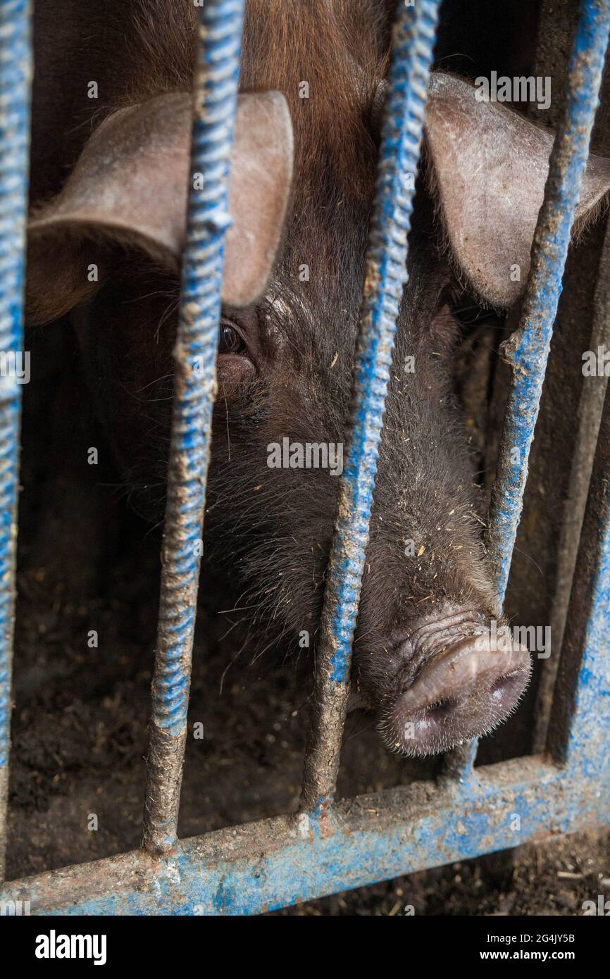 Steel cage with pig hi-res stock photography and images - Alamy