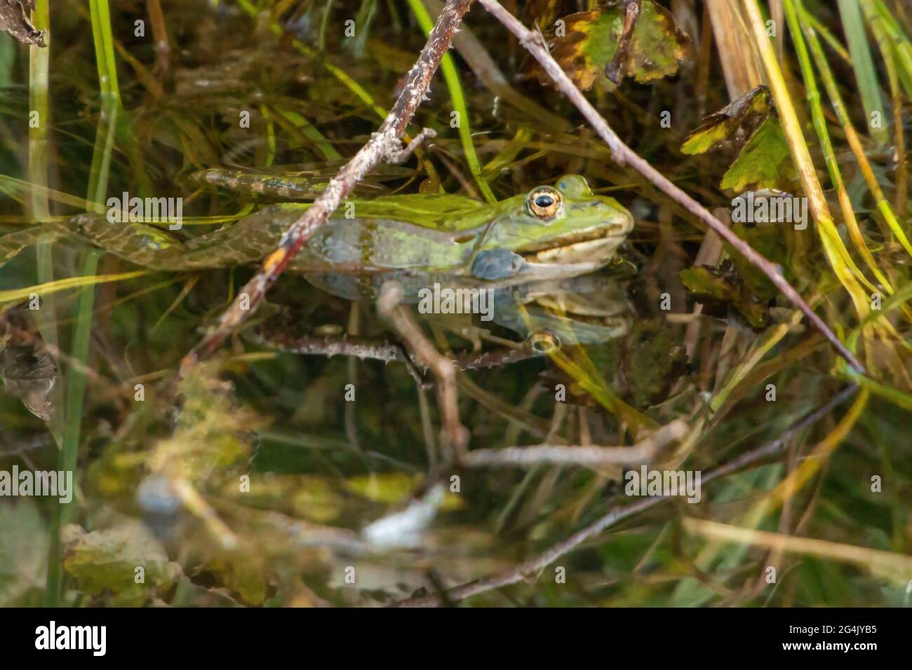 Shot of the face of the frog in the pond surrounded by water-growing ...