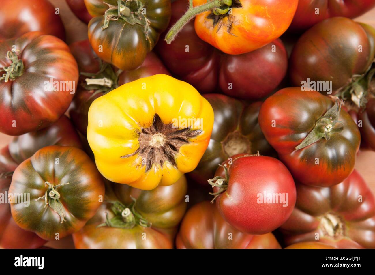 Closeup shot of red, green, and yellow heirloom tomatoes Stock Photo ...