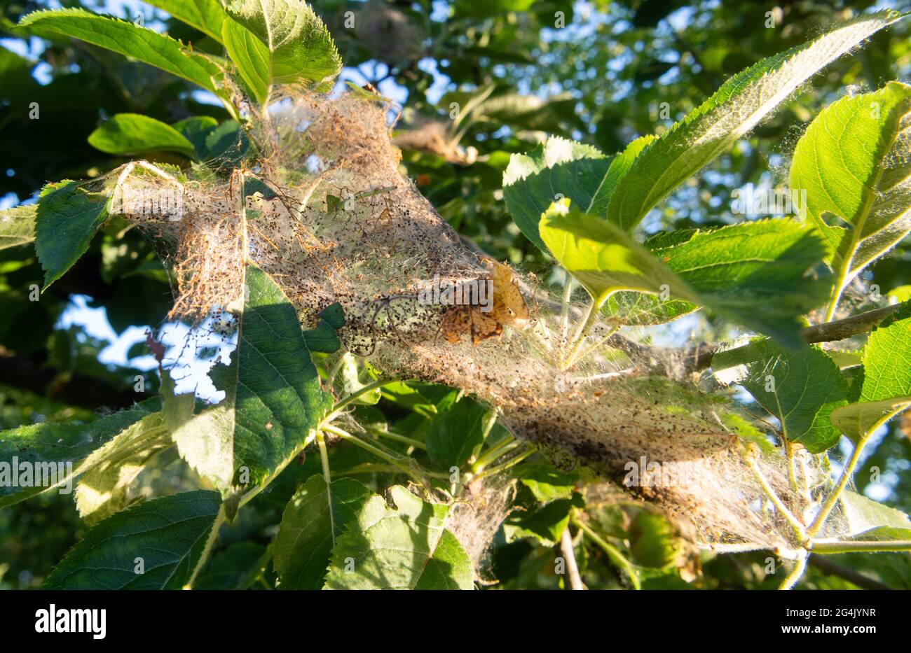 Orchard Ermine Moth High Resolution Stock Photography and Images - Alamy