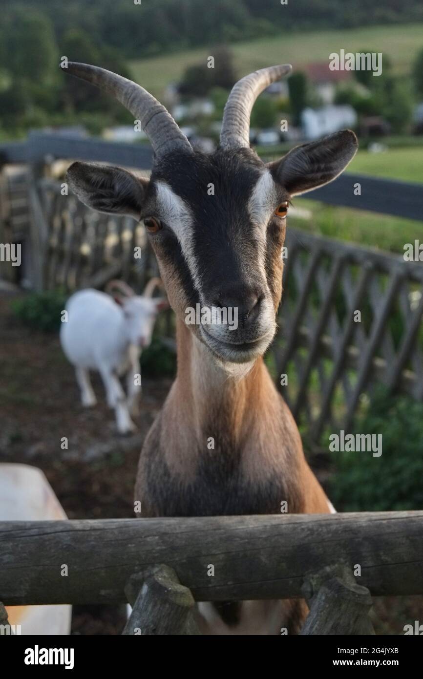 Horned goat hi-res stock photography and images - Alamy