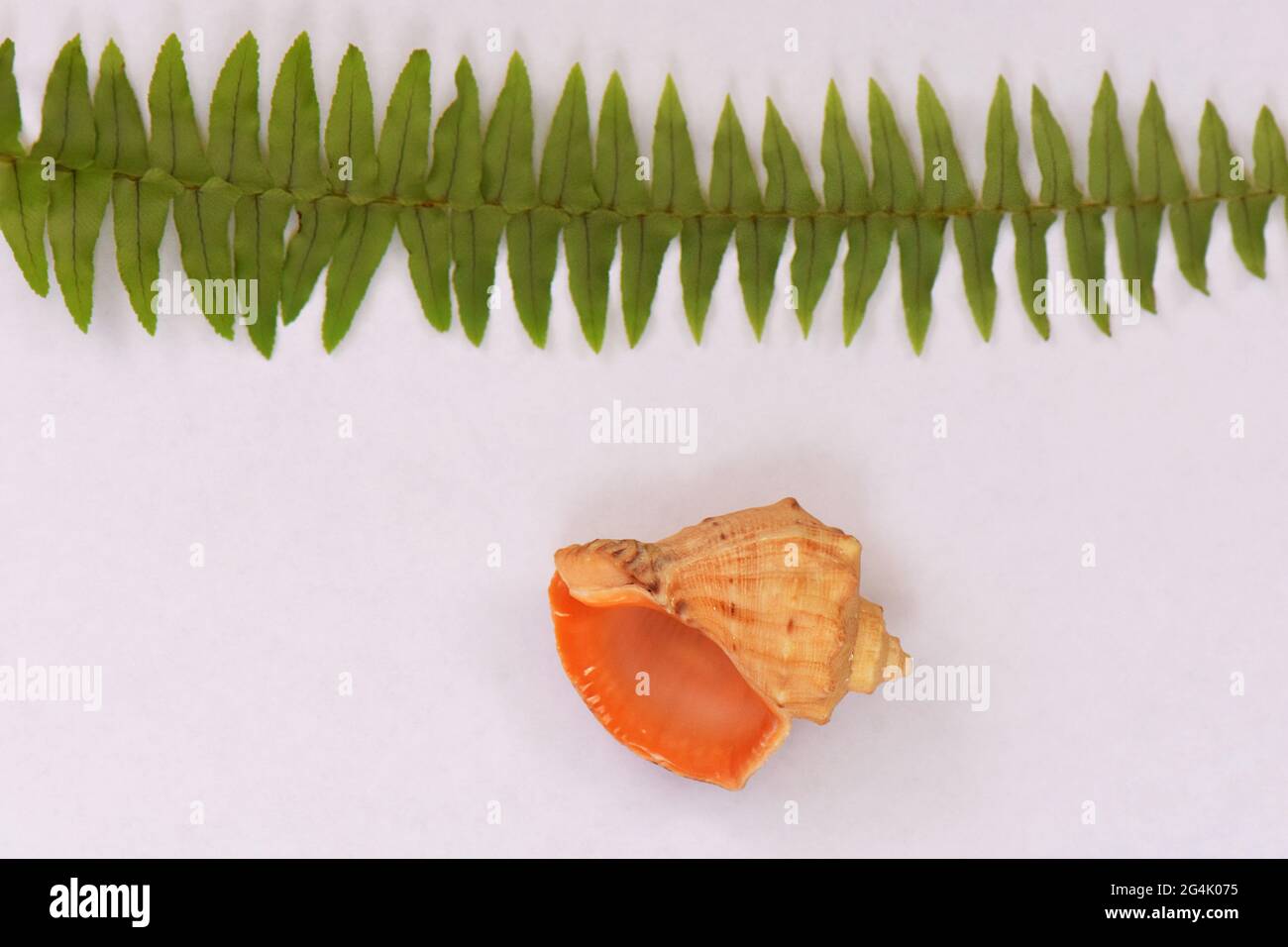 Shot of the orange-colored shell and long green plant with leaves in ...