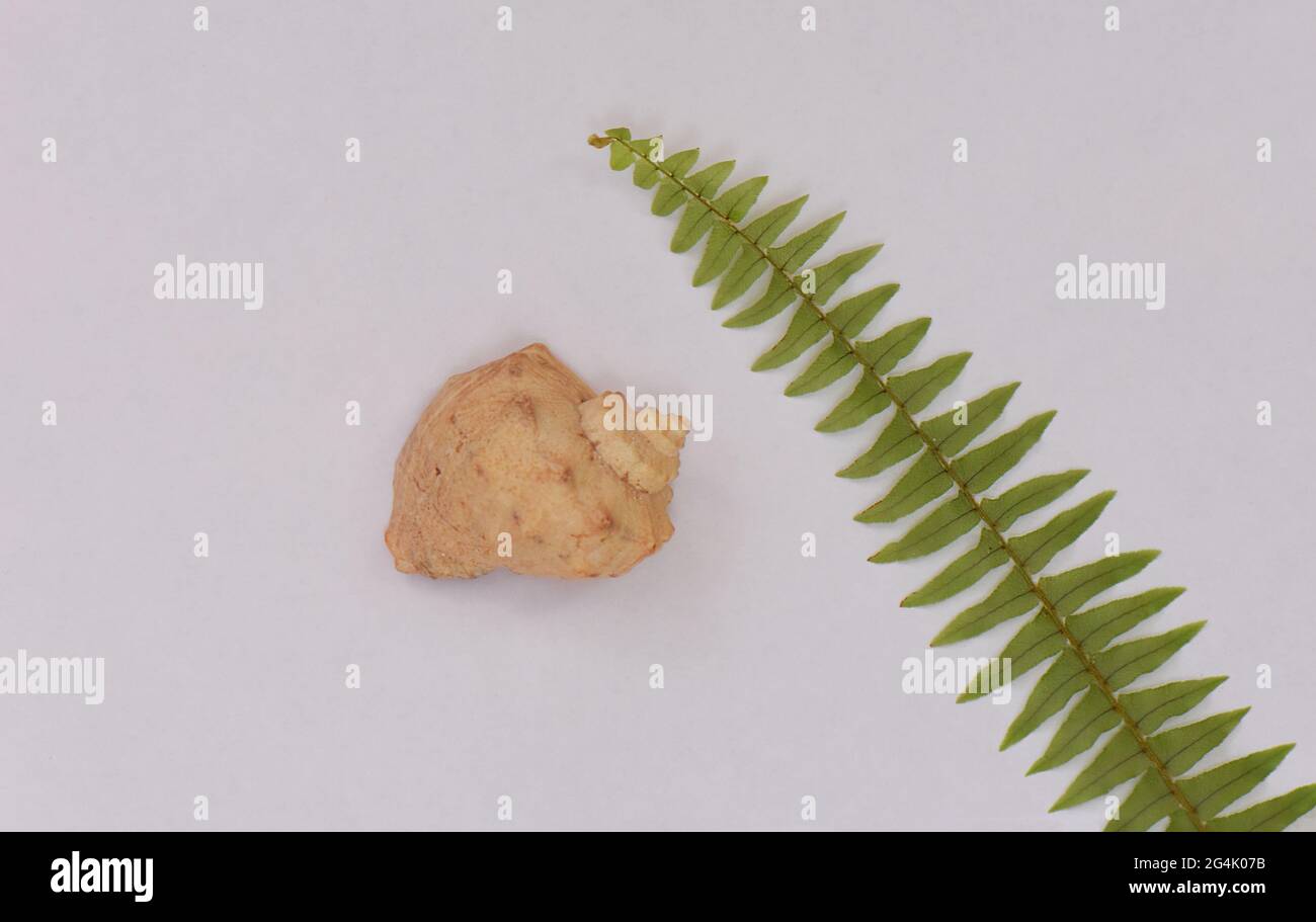 Shot of the orange-colored shell and long green plant with leaves in ...