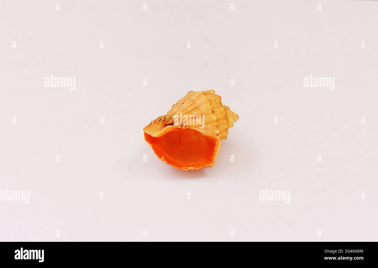 Shot of the orange-colored shell in the plain white background with ...