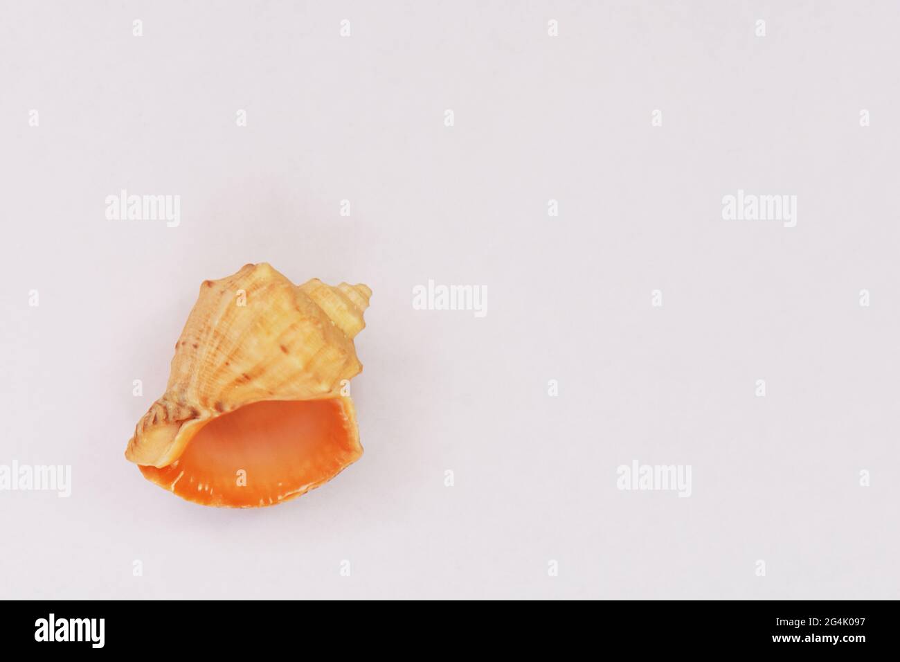 Shot of the orange-colored shell in the plain white background with ...