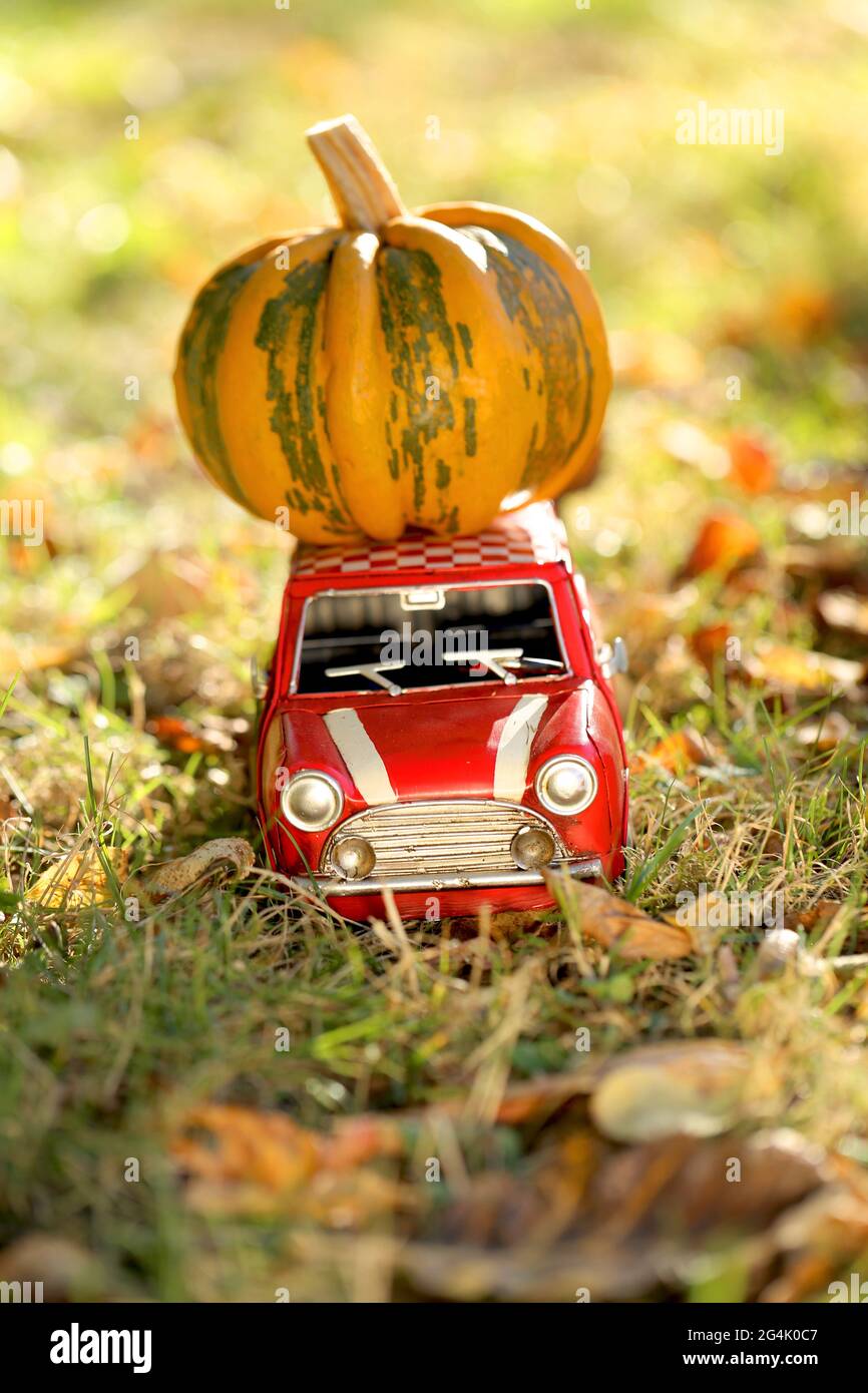 Pumpkin harvest. Pumpkin delivery .Halloween and Thanksgiving holidays ...