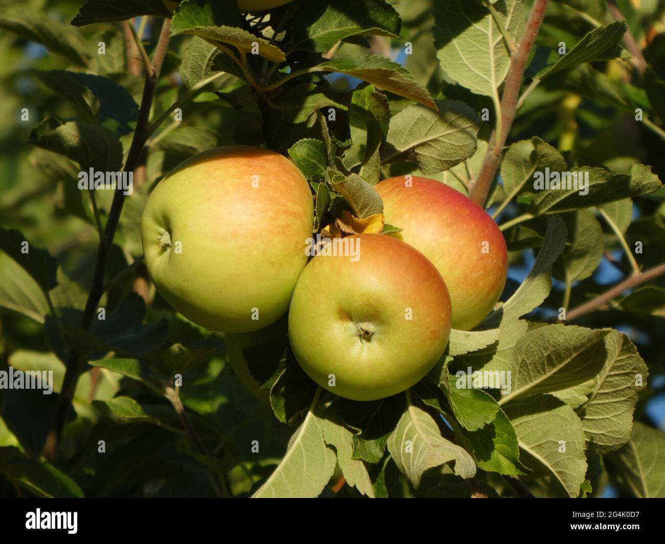 Tree maturity hi-res stock photography and images - Alamy
