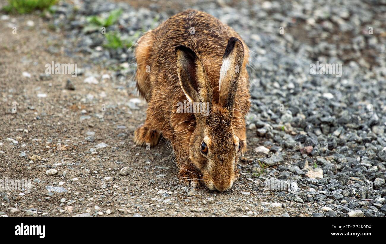Shot of the rabbit eating and smelling something in the ground made of ...