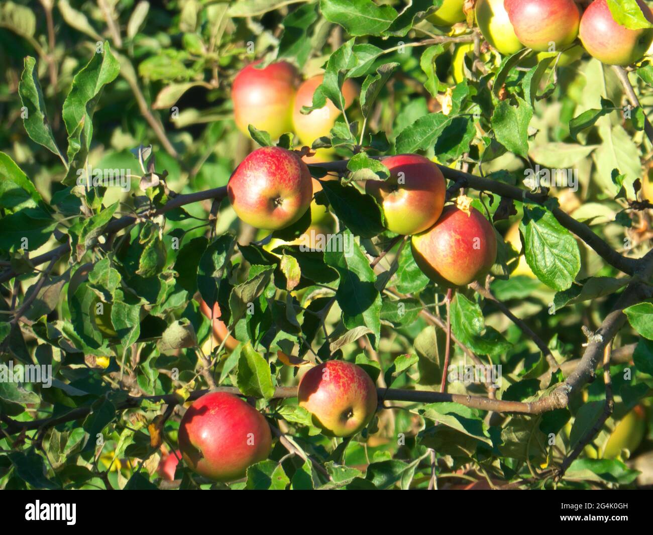 Apfel apfelbaum hi-res stock photography and images - Alamy