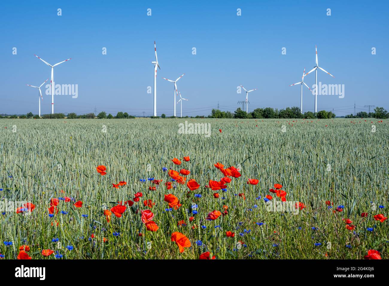 Wind turbines in a grainfield with some red poppy flowers seen in ...