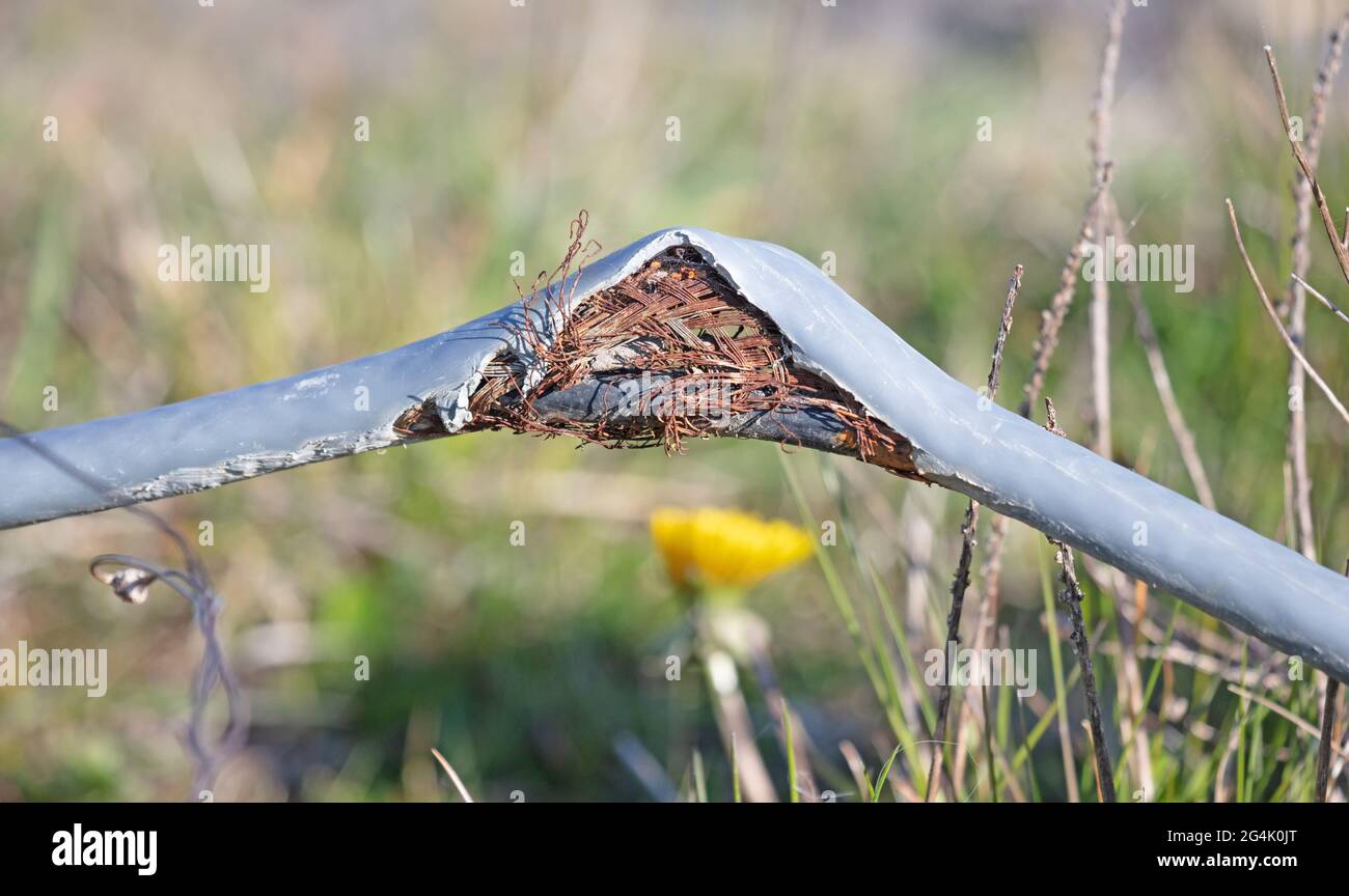 Cable outside - Eaten by rodents, selective focus Stock Photo - Alamy