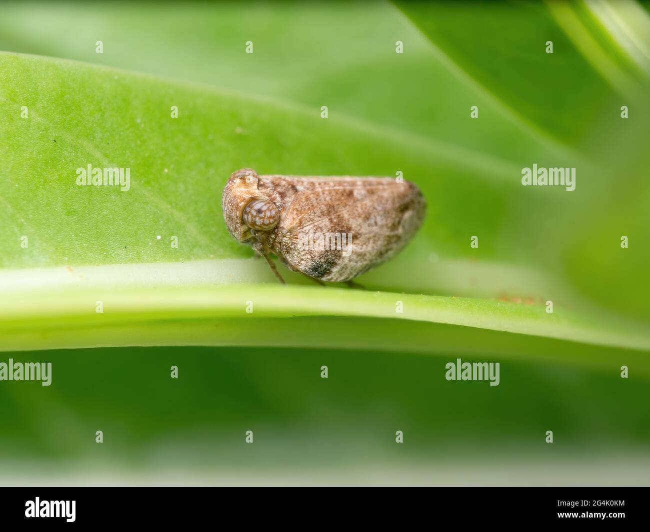 Macro Photography of Planthopper on Green Leaf Stock Photo - Alamy
