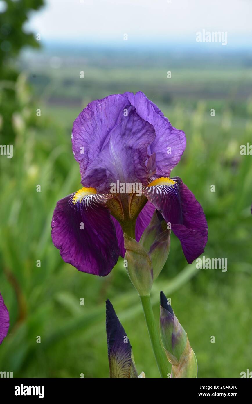 Vertical shot of iris flower in the meadow Stock Photo - Alamy