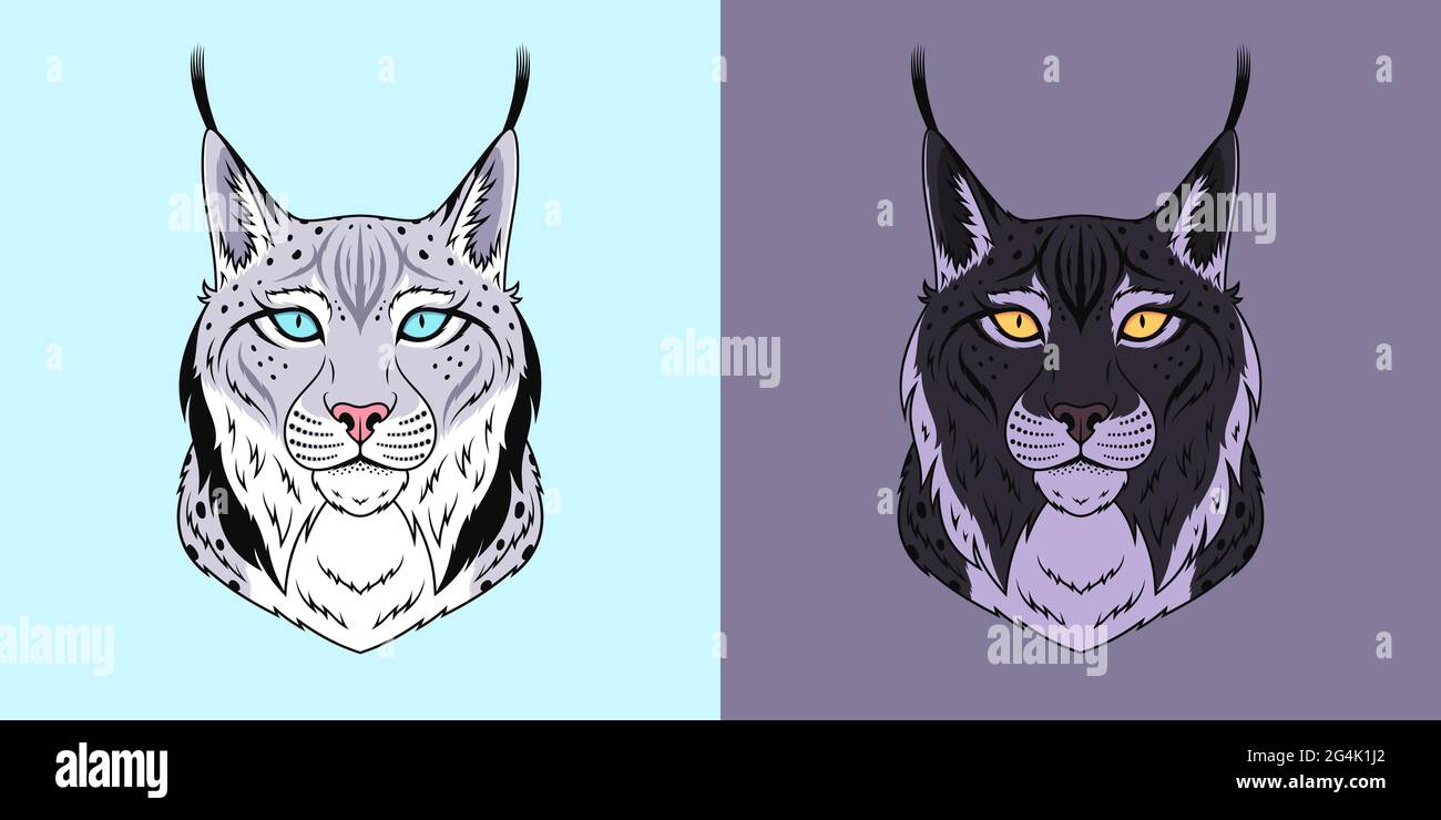 White and black lynx head with blue and golden eyes, isolated lynx face ...