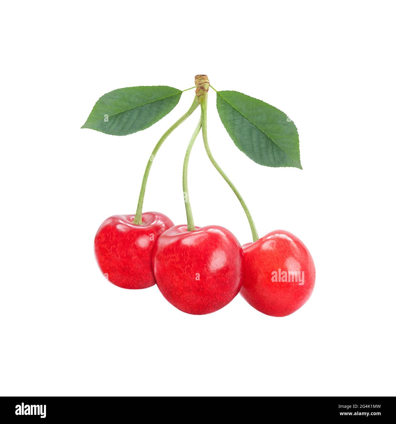Three sweet cherries together with leaves isolated on a white ...