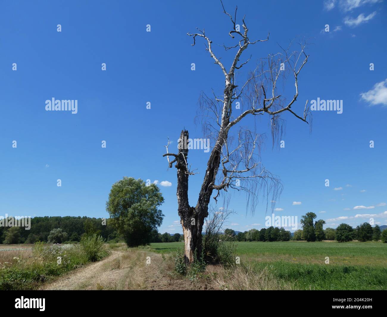 Tree and way hi-res stock photography and images - Alamy