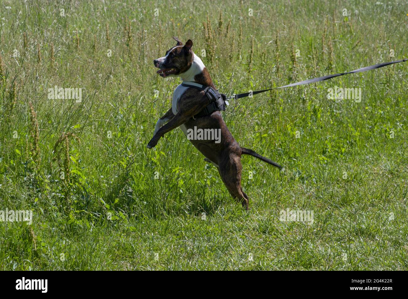Pull a dogs tail hi-res stock photography and images - Alamy