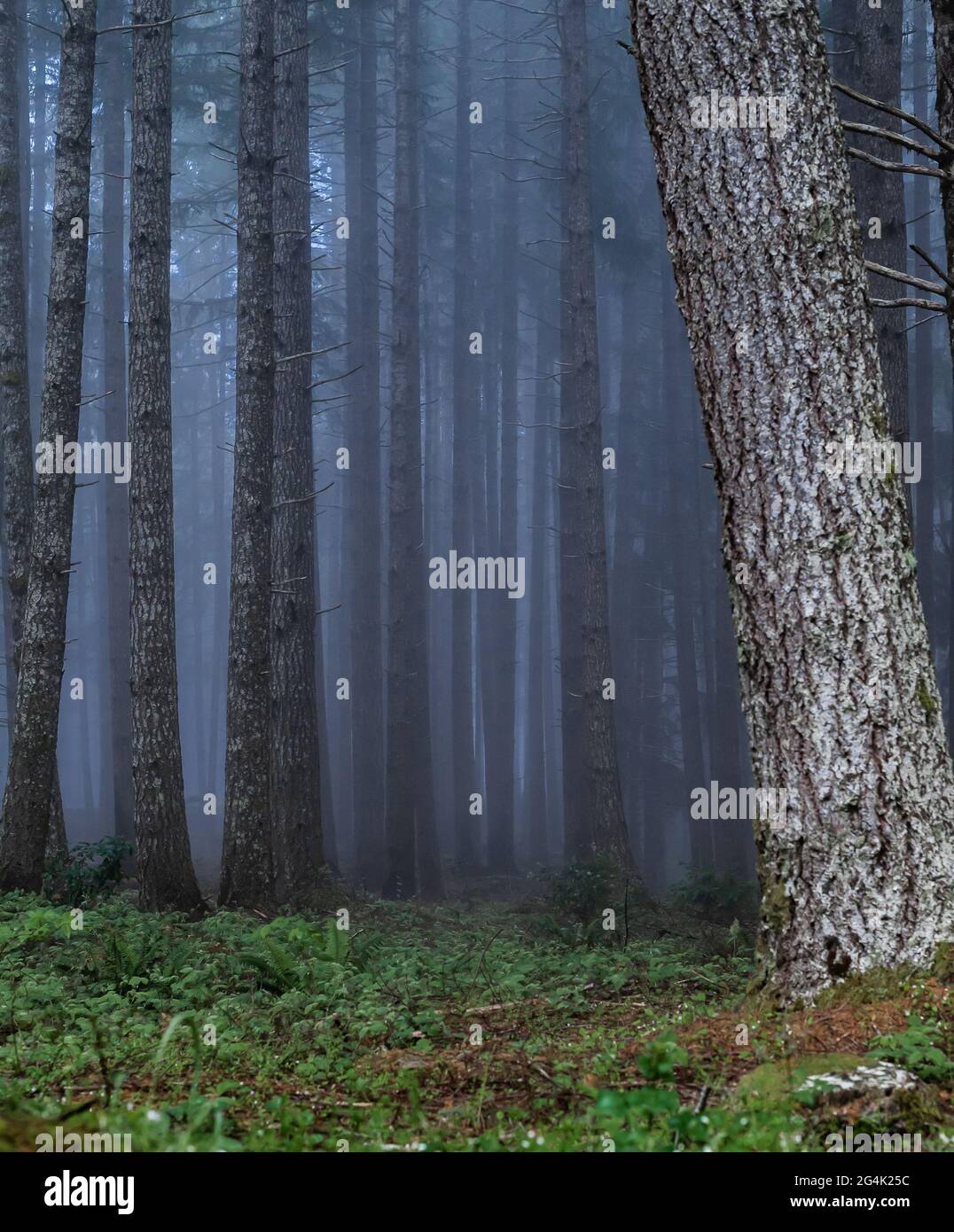 Fog in the forest Stock Photo - Alamy
