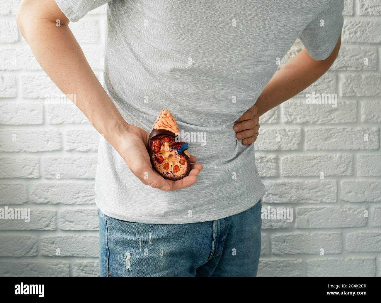 Kidney diseases. Man suffering from pain with inflammation and kidney ...