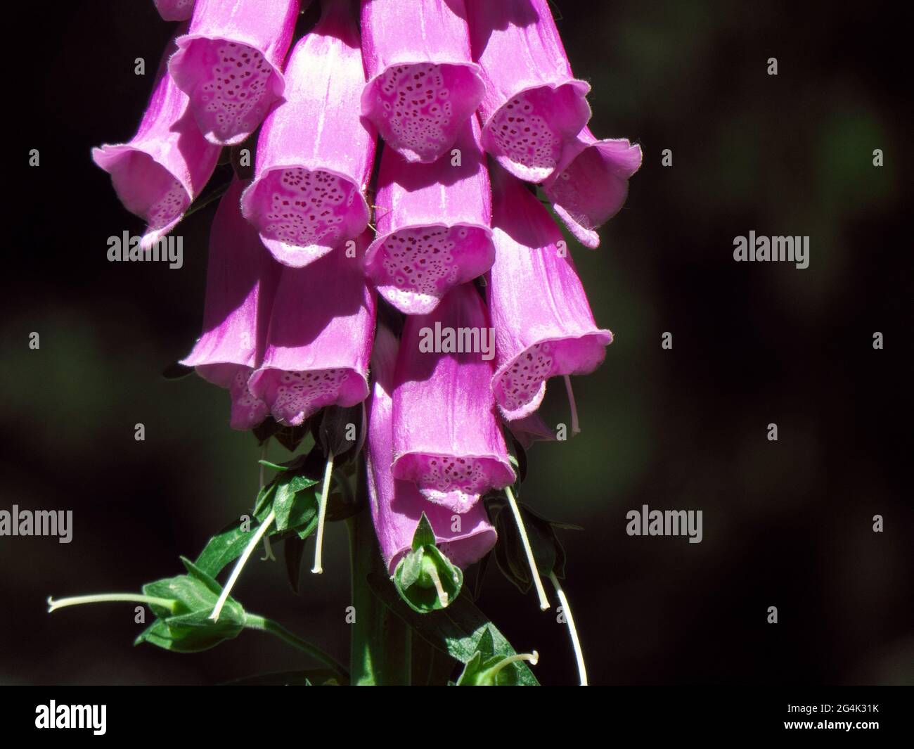 Fingerhut foxglove hi-res stock photography and images - Alamy