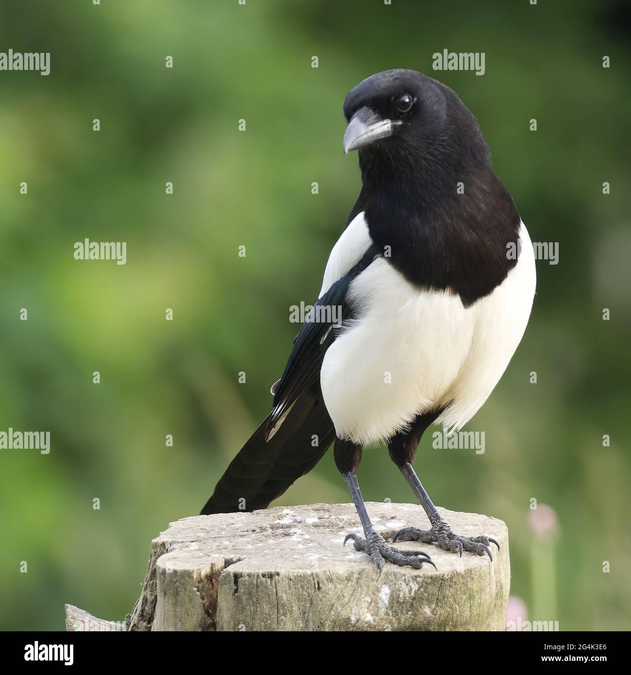 Magpie posing on a stump Stock Photo - Alamy