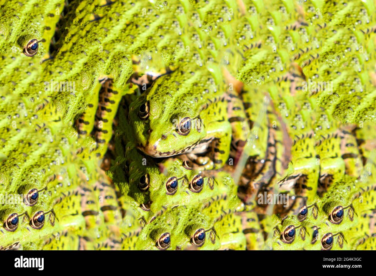 Trippy Animal Photography