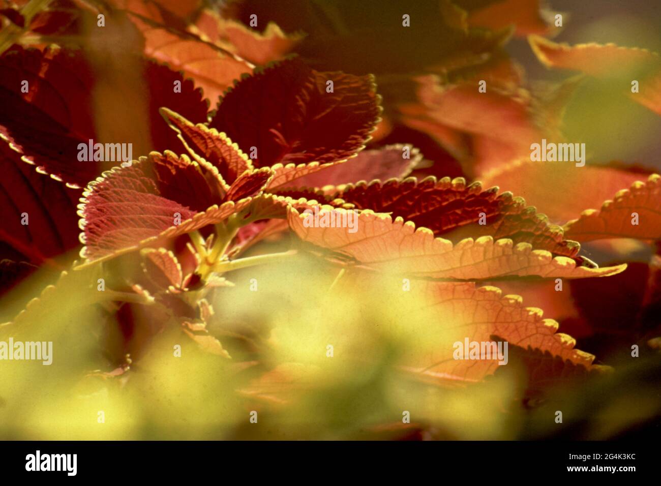 Golden rims hi-res stock photography and images - Alamy