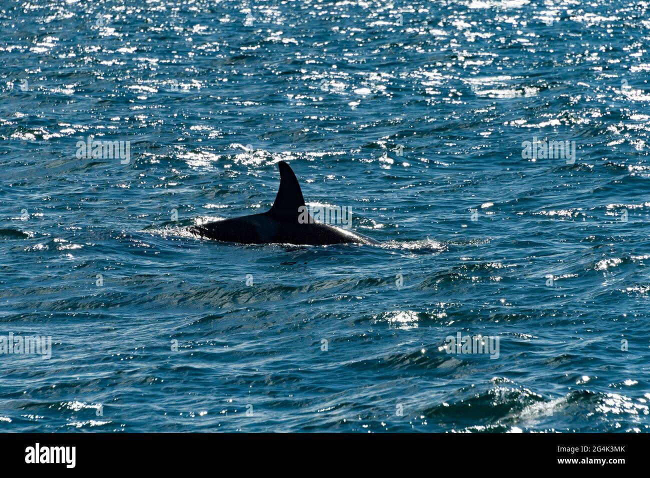 Orca Fins High Resolution Stock Photography and Images - Alamy