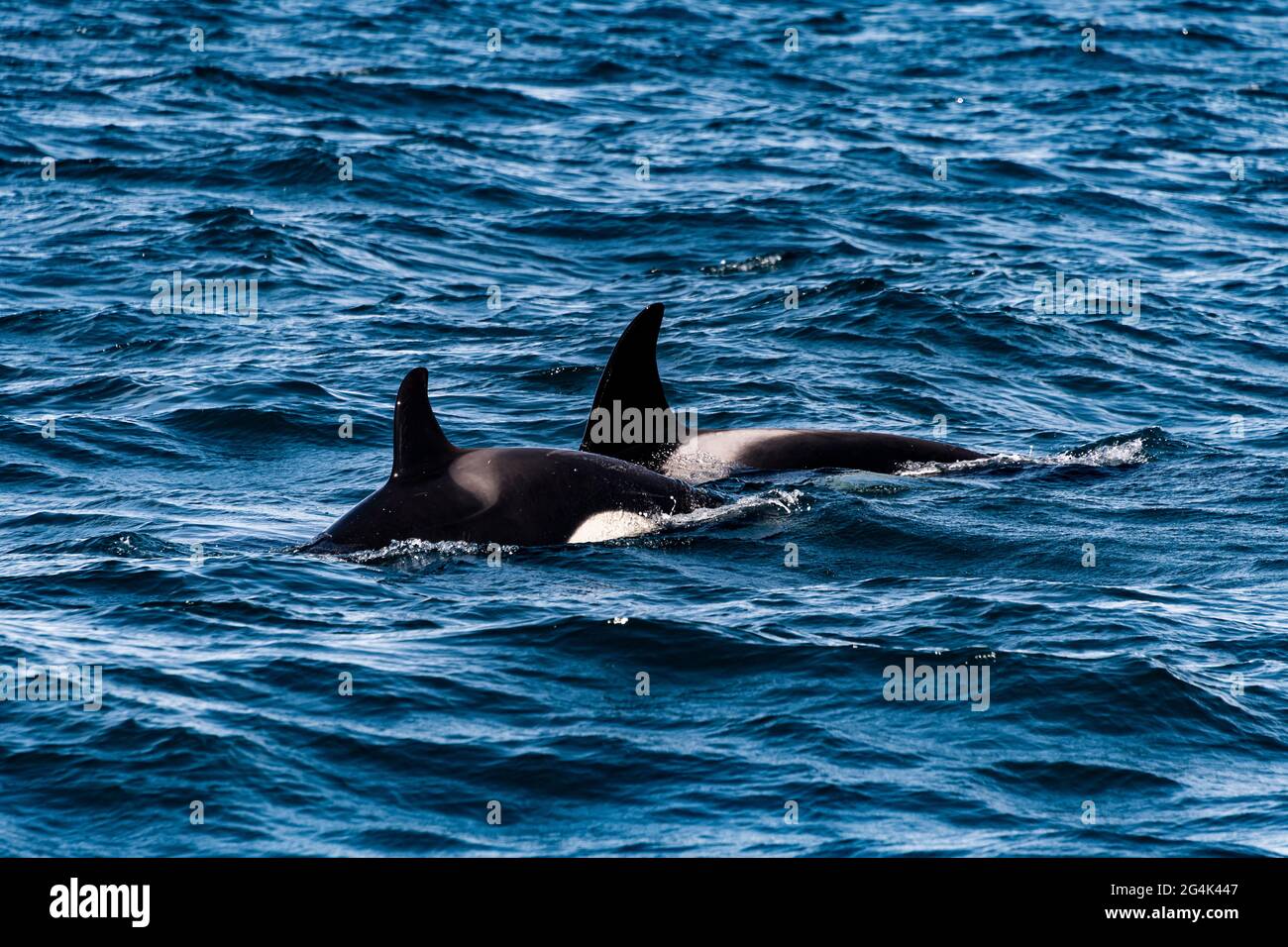 Black Dorsal Fins High Resolution Stock Photography and Images - Alamy