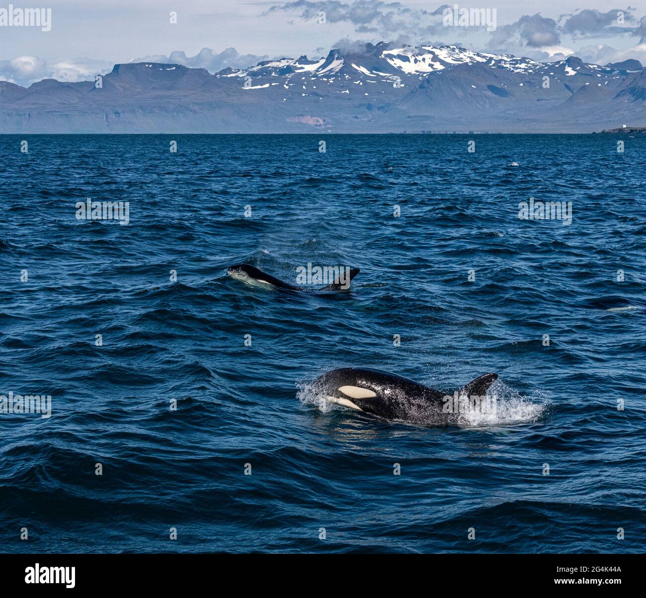 Orca Fins High Resolution Stock Photography and Images - Alamy