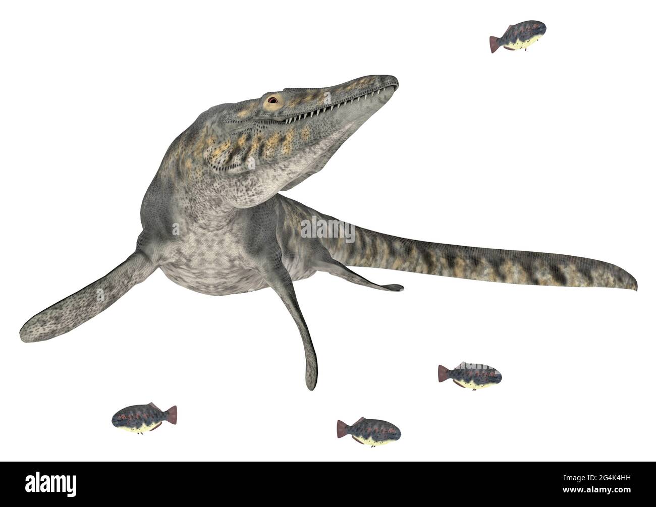 Mosasaur Tylosaurus isolated on white background Stock Photo - Alamy