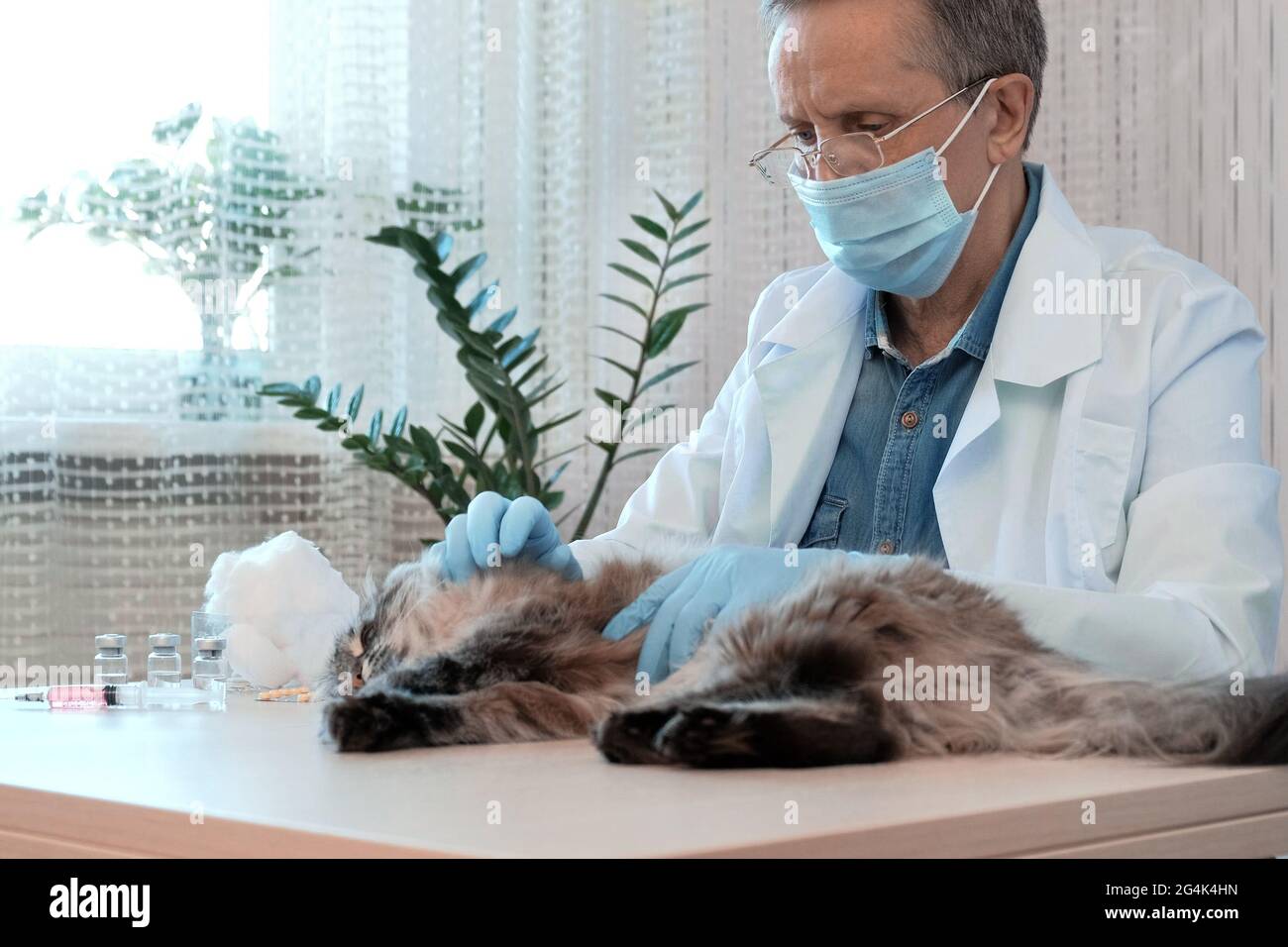 Veterinary inspection animal hi-res stock photography and images - Alamy