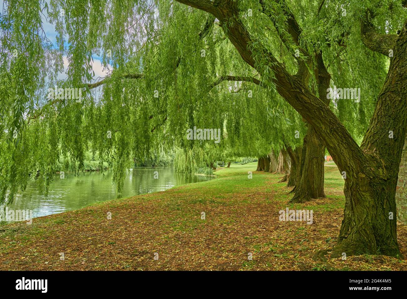 Willow Tree In Summer