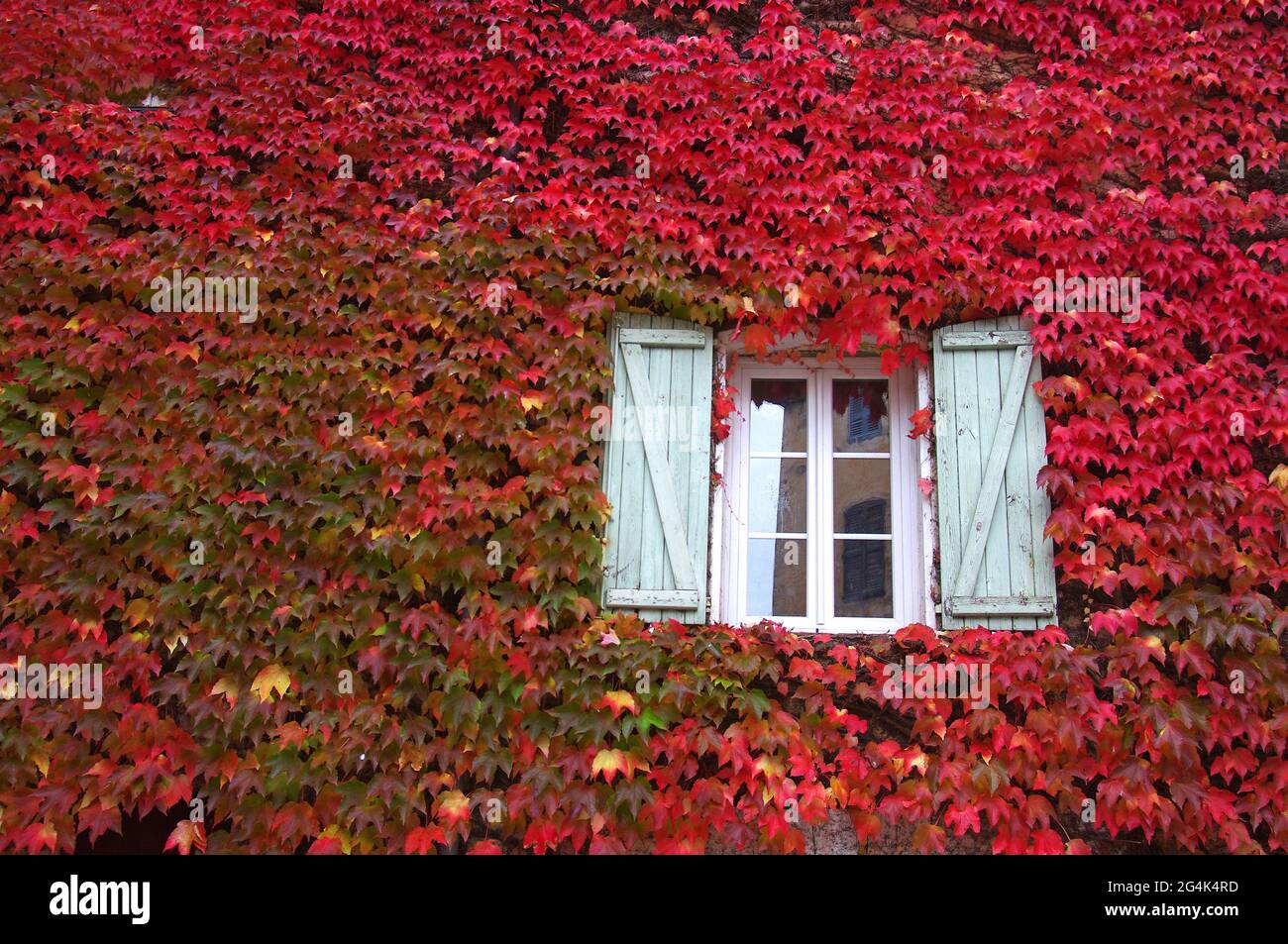 FRANCE, VAR (83) VILLECROZE, VIRGINIA CREEPER, VILLAGE HOUSE Stock ...