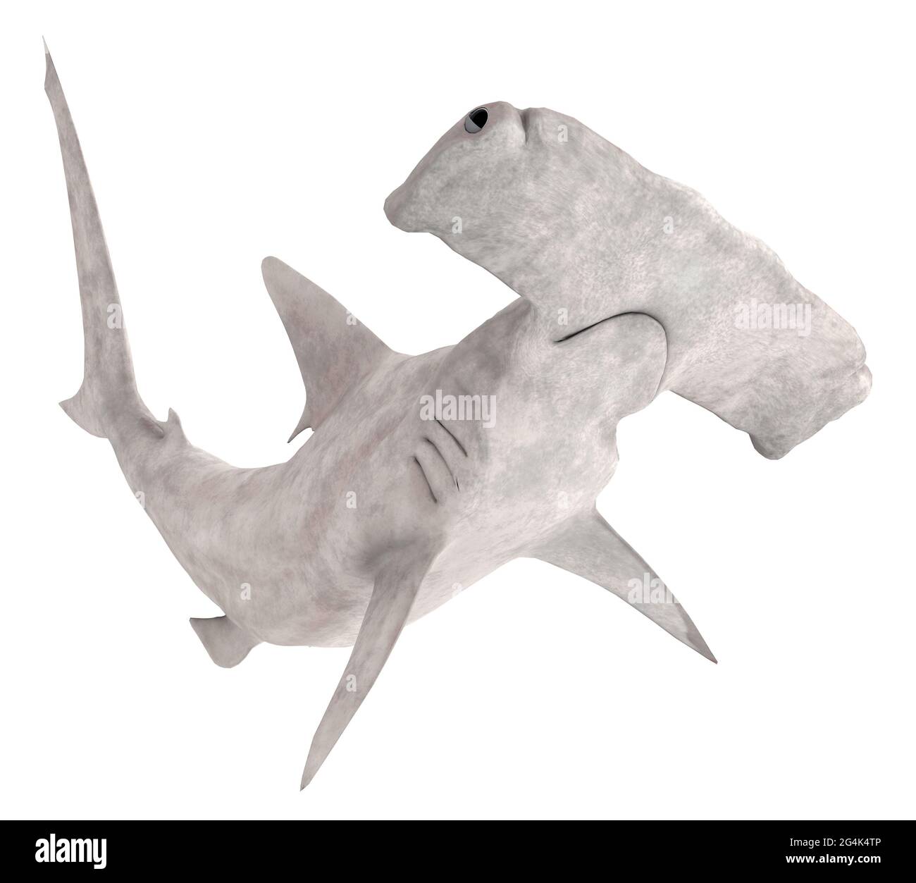 Hammerhead shark isolated on white Cut Out Stock Images & Pictures - Alamy