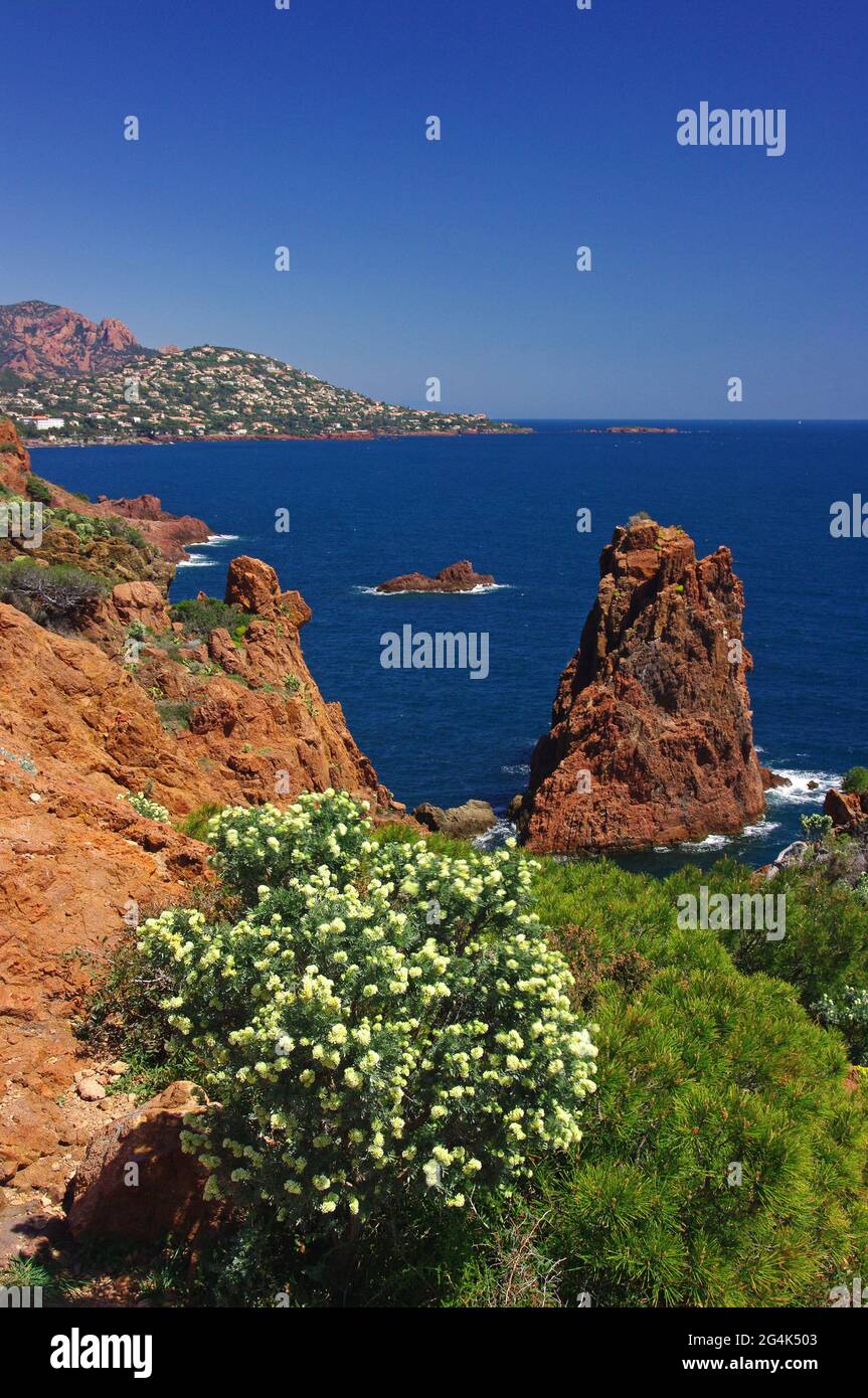 FRANCE. VAR, ESTEREL. RADE D'AGAY. THE DRAMONT, FLOWERS ("BARBES ...