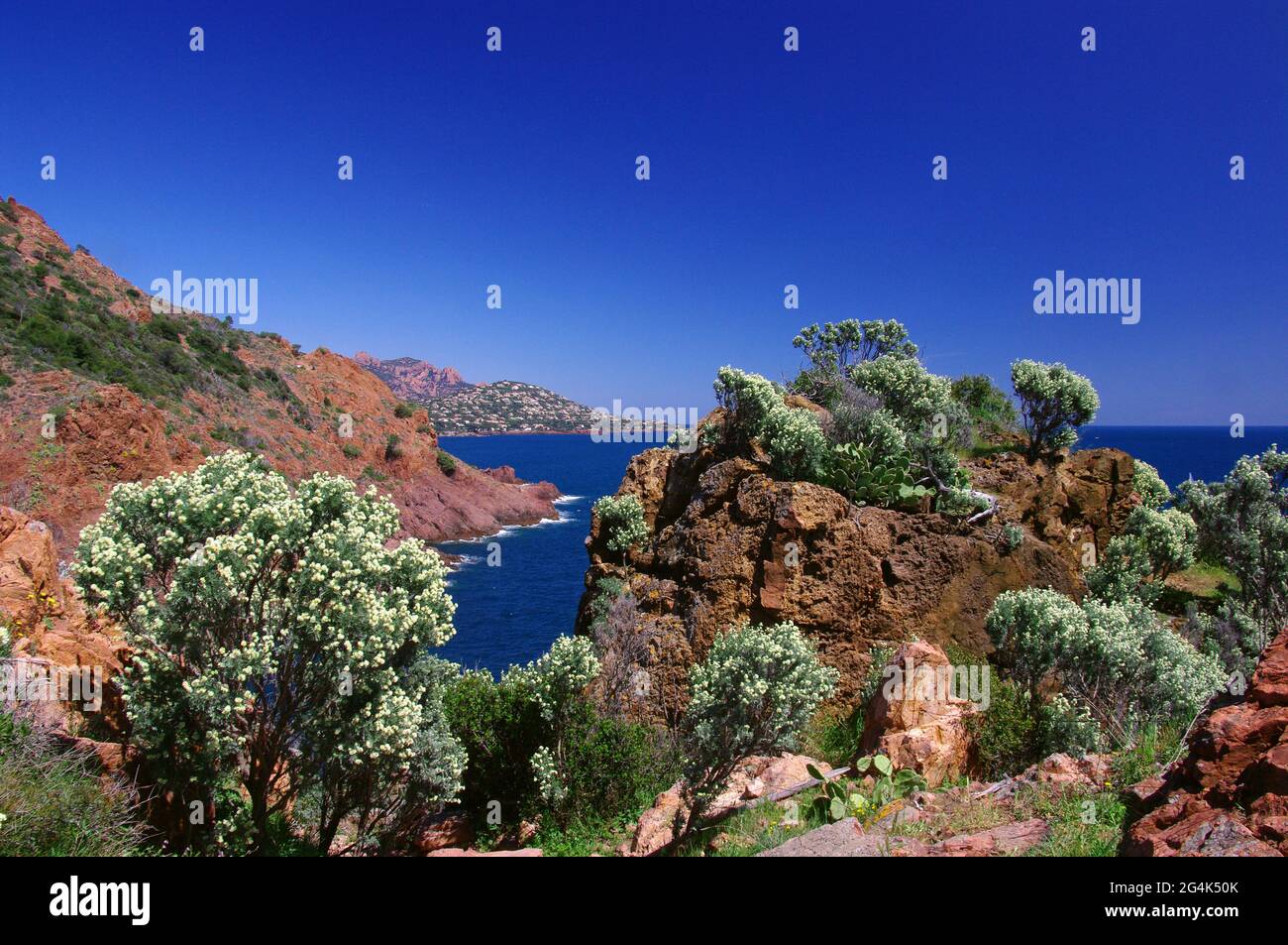 FRANCE. VAR, ESTEREL. RADE D'AGAY. THE DRAMONT, FLOWERS ("BARBES ...
