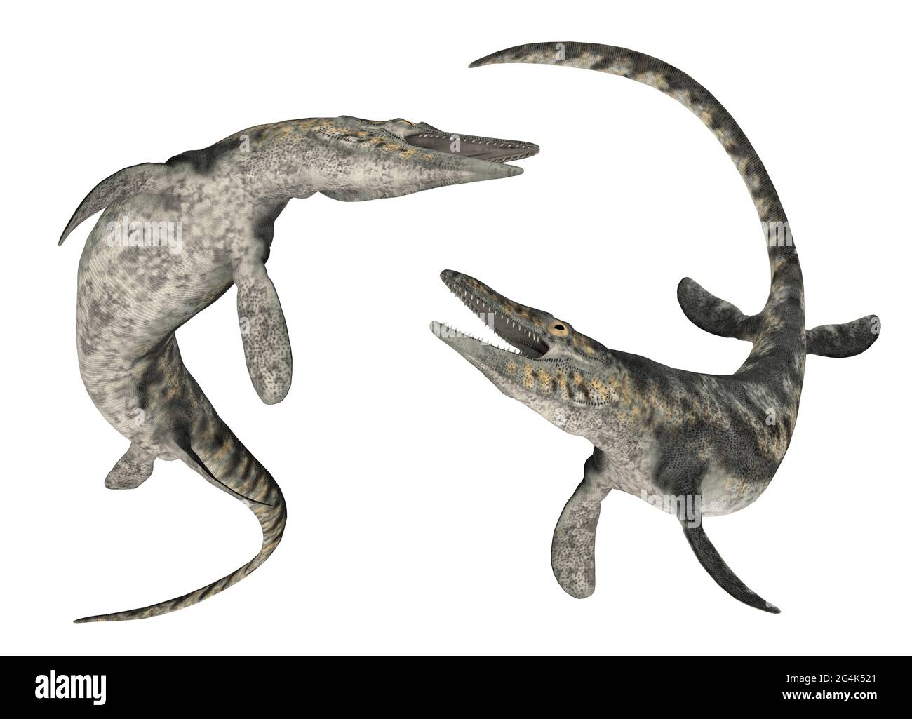 Mosasaur Tylosaurus isolated on white background Stock Photo - Alamy