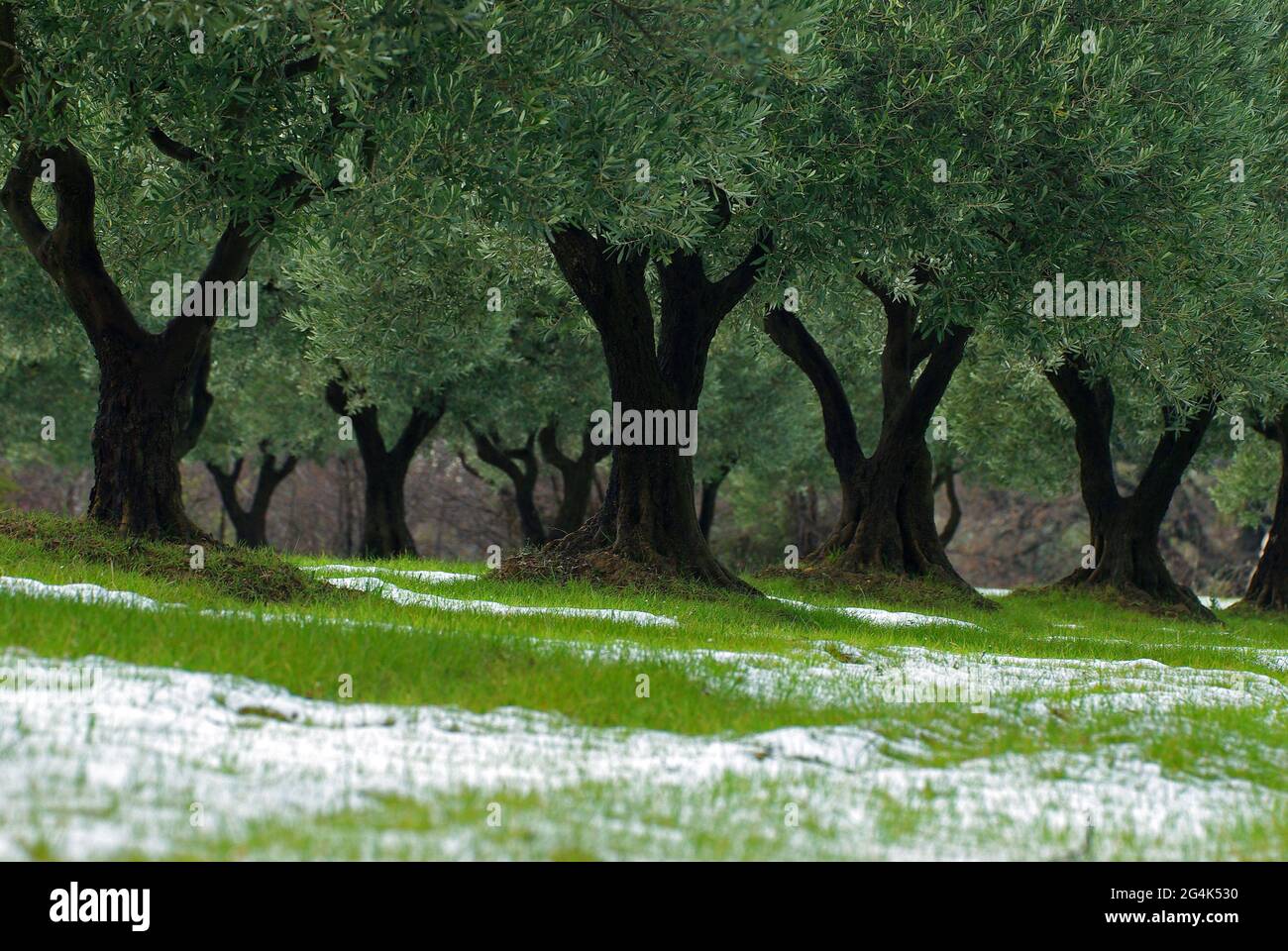Olive tree under snow hi-res stock photography and images - Alamy